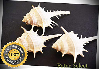 3 Beautiful Unique Murex Turnispina Shells 2 inch-3 inch Real Sea ...