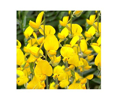 10 Seeds Crotalaria spectabilis Showy Rattlebox Bright Yellow ...