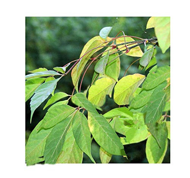 Acer henryi Henry Maple 10 Seeds Bonsai RARE Find Leaves start out in a ...