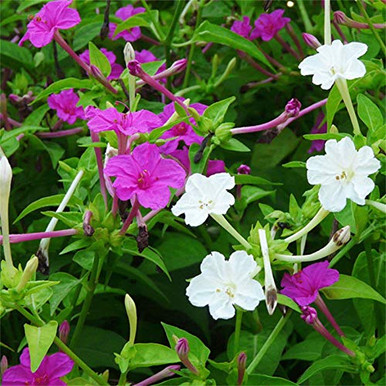 100pcs Seeds Four OClock Mirabilis Jalapa Mix Scented Flowers Seeds ...