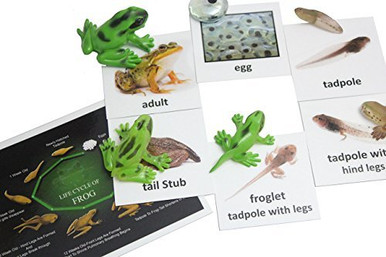 Montessori Frog Life Cycle Animal Match Cards and Figurines ...
