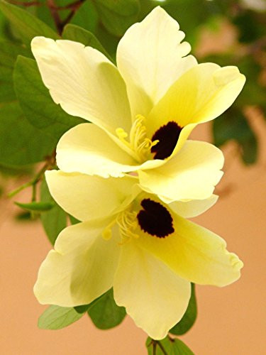 Bauhinia Tomentosa rare yellow bell ORCHID TREE flowering bonsai plant ...