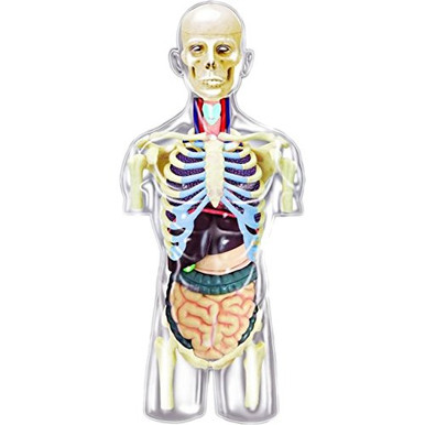 4D Master Transparent Human Anatomy Torso Model Kit, One Color ...