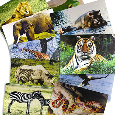 Stages Learning Materials Toddler Education Wild Animal Posters for ...