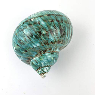 Worlds Large Polished Green Jade Turbo Sea Shells and Hermit Crab Sea ...