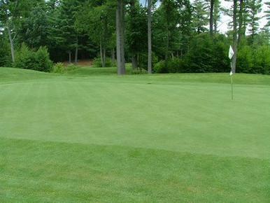 Penncross Bentgrass Putting Green Seed - 1 Lb. - Warehousesoverstock