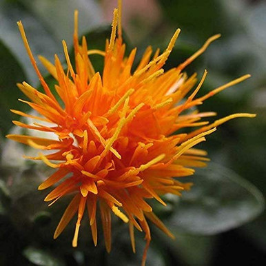 300 Safflower Saffron Carthamus Tinctorius Yellow Orange Flower -ASF ...