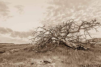 Dead Tree Print Unframed Nature Photography Rustic Wall Art Wild West ...
