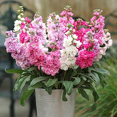 Matthiola Incana Seeds 30plus Mix Colors Violet Cornuta Flower Seeds ...