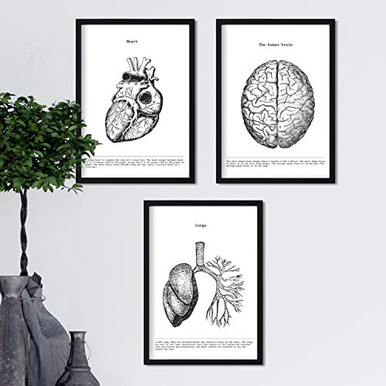 Nacnic Pack Anatomy Posters. Brain Heart Lungs. Body. Anatomia Sheets ...