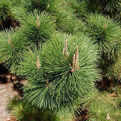 10 JAPANESE BLACK PINE TREE Evergreen Pinus Thunbergii Seeds Plus Gift ...