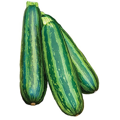 Burpee Green Tiger Zucchini Summer Squash Seeds 10 seeds ...