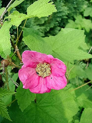 20 Purple Flowering Raspberry Thornless Edible Rubus Odoratus Fruit ...