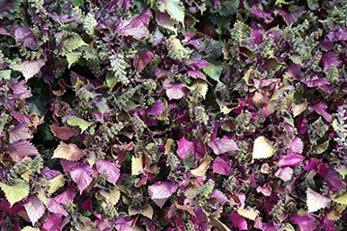 300 Purple SHISO aka Perilla Frutescens Ornamental Herb KKZP ctGreen ...