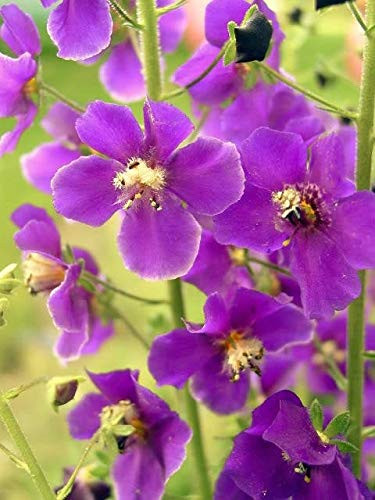 50 Violetta VERBASCUM Phoeniceum Purple Mullein Nectar Flower ASFP ct ...
