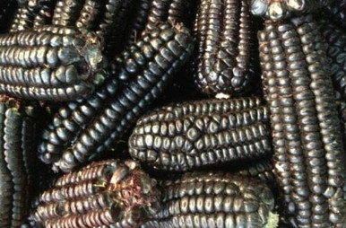 Maiz Morado Purple Flint Corn Seed s - ASF2 - Peruvian Maize 8 Ounce ...