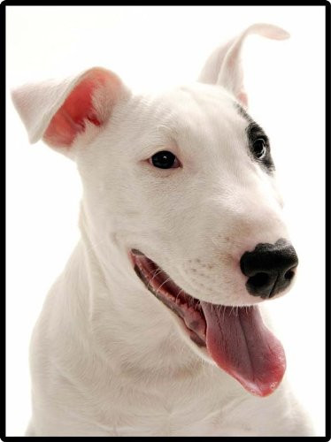 White Pit Bull Terrier Puppy Dog - Etched Vinyl Stained Glass Film ...