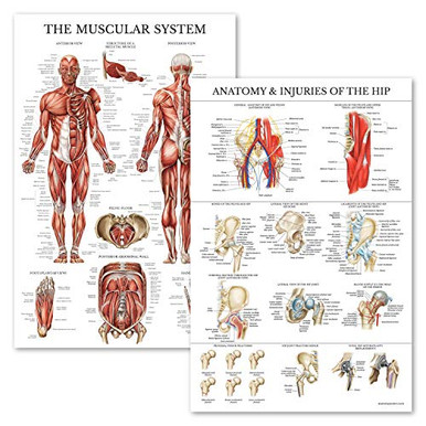 2 Pack - Muscular System Anatomical Poster Plus Anatomy and Injuries of ...
