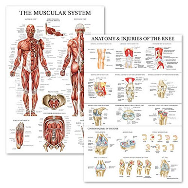 2 Pack - Muscular System Anatomical Poster Plus Anatomy and Injuries of ...