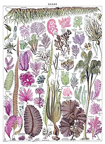 Vintage Algae Poster Print - Marine Life Identification Reference Chart ...