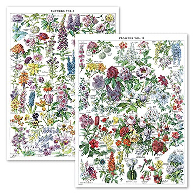 Vintage Flower Poster Prints - Floral Botanical Identification ...