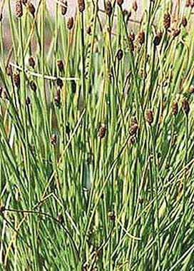 Creeping Spike Rush -Eleocharis palustris-- Seed Packet- True Native ...