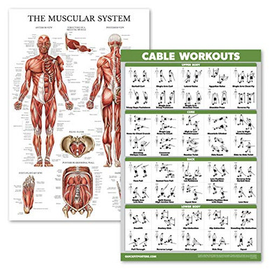 2 Pack - Muscular System Anatomical Poster Plus Cable Machine Exercise ...