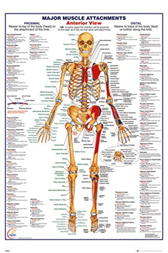Human Body Major Muscle Attachments Anterior Reference Chart Poster ...