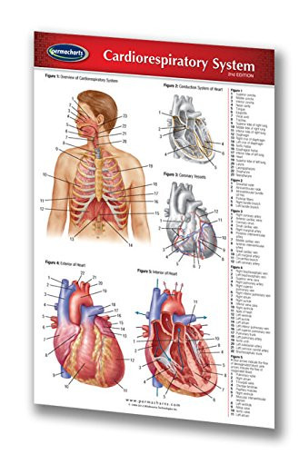 Cardiorespiratory System Pocket Chart - Medical Quick Reference Guide ...
