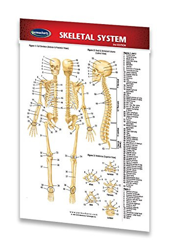 Skeletal System Guide - Human Anatomy - Laminated Pocket Medical Chart ...