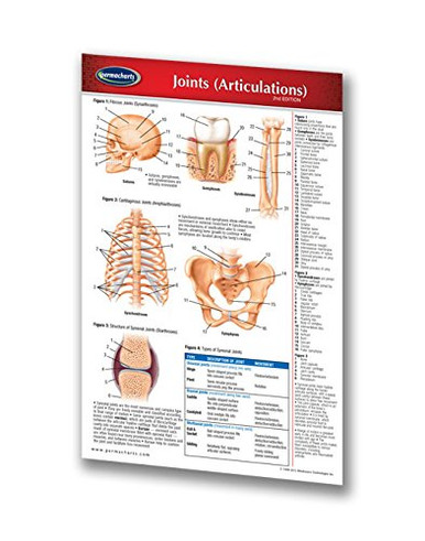Joints - Articulations Guide Laminated Pocket Chart - Anatomy Quick ...