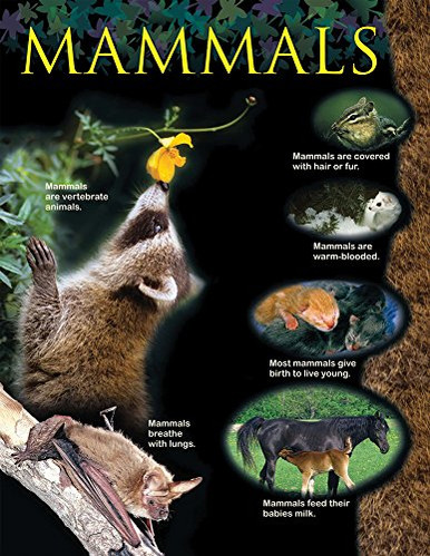Creative Teaching Press Mammals Animal Classification Chart -1163 ...