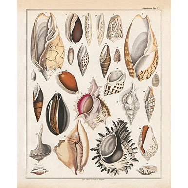 Vintage Poster Print Art Seashell Conch Sea Creatures Snail Shell ...