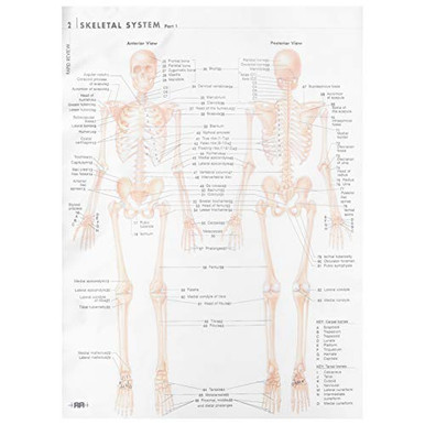 Scicalife Human Skeletal System Poster Anatomy System Poster Chart ...