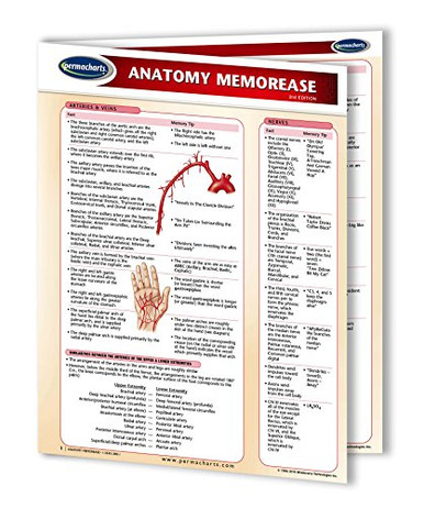 Permacharts - Anatomy MemorEase Chart 2 Panel - - - Warehousesoverstock