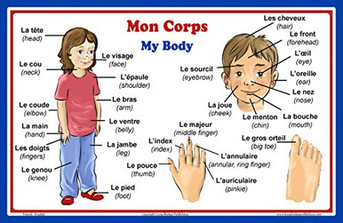 French Language School Poster- French Words About Parts of The Body ...