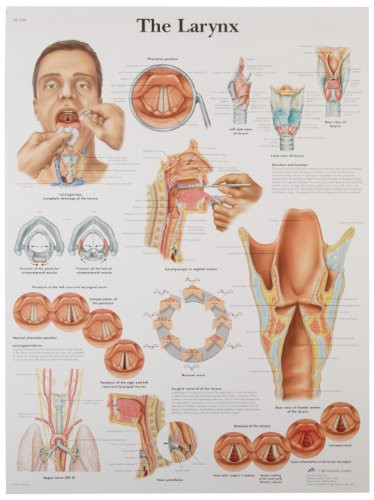 3B Scientific VR1248UU Glossy Paper The Larynx Anatomical Chart- Poster ...