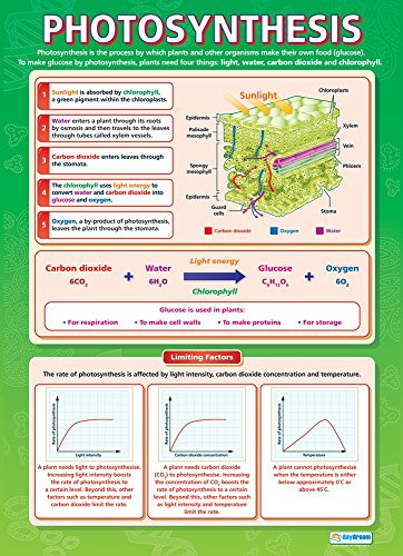 Photosynthesis | Science Posters | Gloss Paper measuring 33 x 23.5 ...