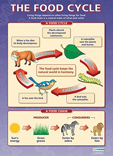 The Food Cycle | Science Posters | Gloss Paper Measuring 33 x 23.5 ...