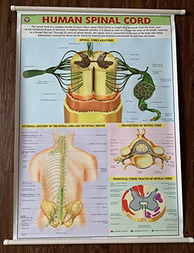 Big Size -39 x 27 Inches- Rollable Rollup Human Spinal Cord Anatomy ...