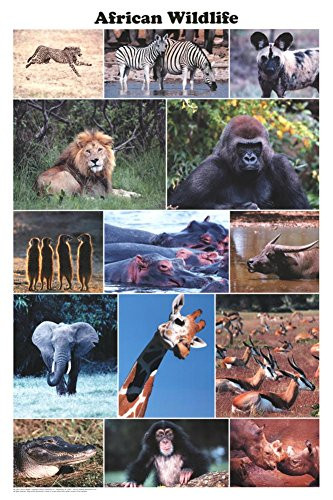 Laminated African Wildlife Educational Animal Chart Poster Laminated ...