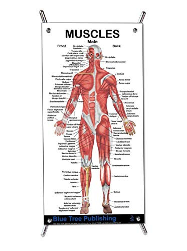 Muscles Male Mini Poster for Physical Fitness- Working Out- Muscular ...