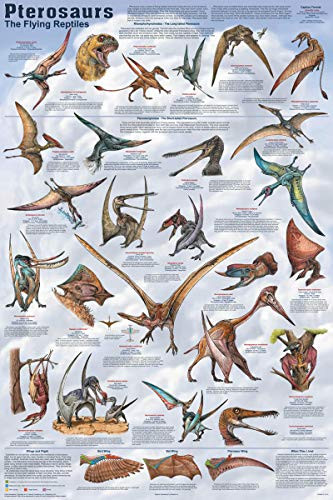 `-24x36- Laminated Pterosaurs Pterodactyls Educational Science Chart ...