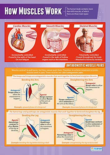 Muscles | Science Posters | Laminated Gloss Paper Measuring 33 x 23.5 ...