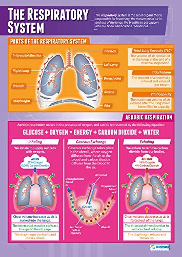 The Respiratory System | PE Posters | Laminated Gloss Paper Measuring ...