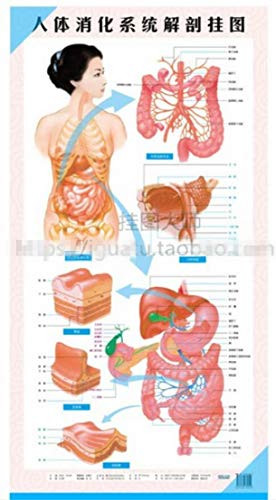 WellieSTR 1Pc Digestive System Anatomical Chart - Anatomy Poster - Wall ...