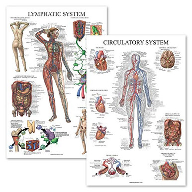 2 Pack - Circulatory System and Lymphatic System Anatomy Posters - Set ...