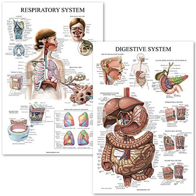 Digestive System and Respiratory System Anatomy Posters - Laminated 2 ...