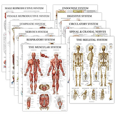 11 Pack - Anatomical Posters - Laminated - Muscular- Skeletal ...