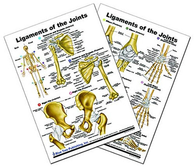 Ligament Poster- Chart -Laminated Chart- A4 11 3/4 x 8 1/4 in ...
